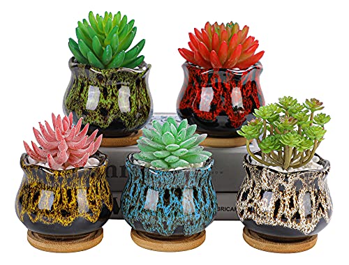 Cute Ceramic Succulent Garden Pots, Planter with Drainage and Attached Saucer, Set of 5 - Plants Not Included (Fambe)