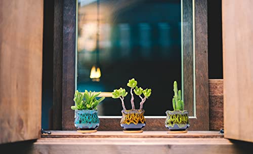 Cute Ceramic Succulent Garden Pots, Planter with Drainage and Attached Saucer, Set of 5 - Plants Not Included (Fambe)