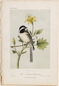 the northern chickadee