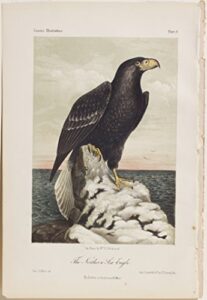 the northern sea eagle