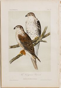 the ferruginous buzzard