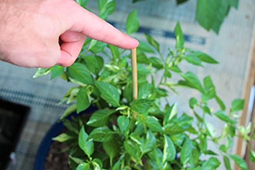 40 Pack 18'' Natural Bamboo Plant Stakes, Wood Plant Supports, Wood Garden Sticks for Plants Tomato Floral Potted, Wooden Sign Posting Garden Sticks