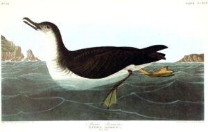 manks shearwater. from”the birds of america” (amsterdam edition)