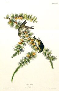 pine finch. from”the birds of america” (amsterdam edition)