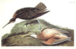 esquimaux curlew. from”the birds of america” (amsterdam edition)