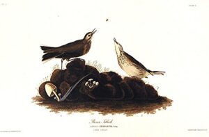 brown titlark. from”the birds of america” (amsterdam edition)