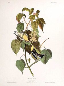 hemlock warbler. from”the birds of america” (amsterdam edition)