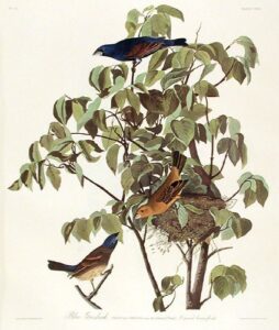 blue grosbeak. from”the birds of america” (amsterdam edition)