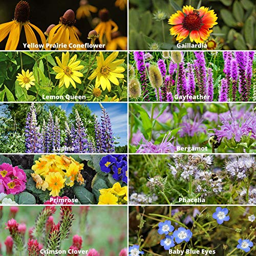 Package of 80,000 Wildflower Seeds - Save The Bees Wild Flower Seeds Collection - 19 Varieties of Pure Non-GMO Flower Seeds for Planting Including Milkweed, Poppy, and Lupine