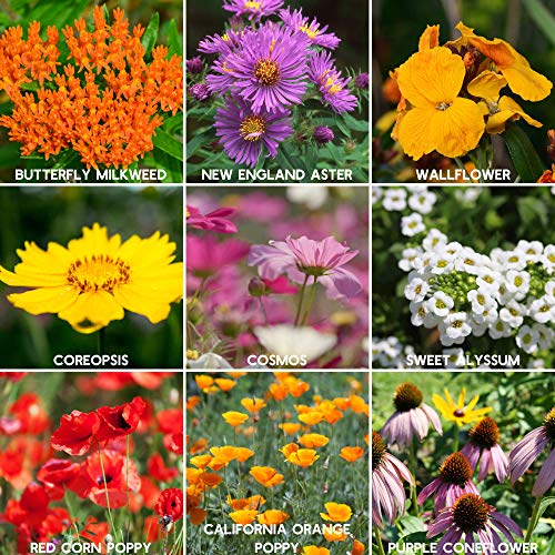 Package of 80,000 Wildflower Seeds - Save The Bees Wild Flower Seeds Collection - 19 Varieties of Pure Non-GMO Flower Seeds for Planting Including Milkweed, Poppy, and Lupine