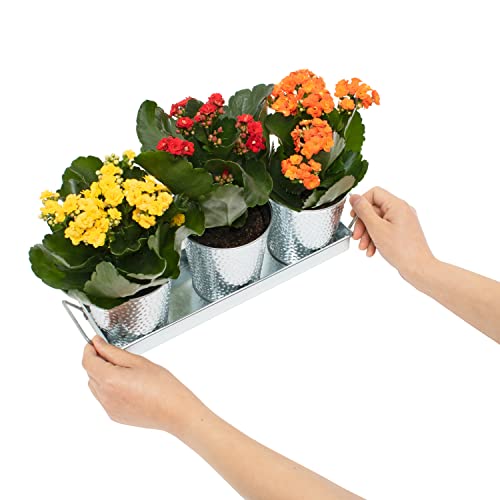 Saratoga Home Small Plant Pots with Drainage Holes Use as Herb Garden Planters, Shallow Planter, Succulent or Flower Pots, Outdoor Indoor Planter Pots with Drainage & Tray, 3 Set of 4 inch Pots