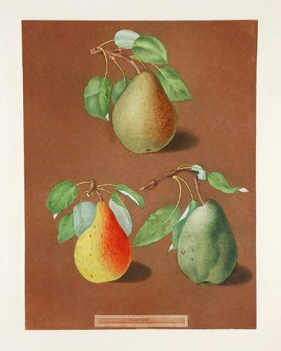 [Pears] Brown Pear; Golden Pear; Colmar Pear