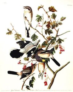 great american shrike or butcher bird. from”the birds of america” (amsterdam edition)