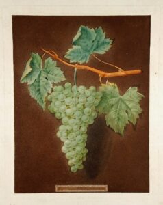 [grapes] white frontiniac grape