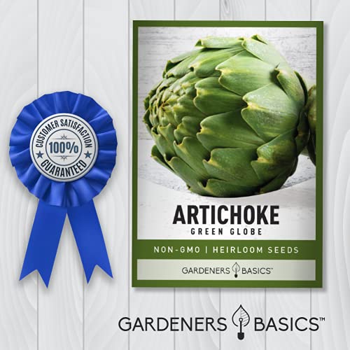 Artichoke Seeds for Planting - Green Globe Non-GMO Perennial Vegetable Variety- 3 Grams Seeds Great for Summer Gardens by Gardeners Basics