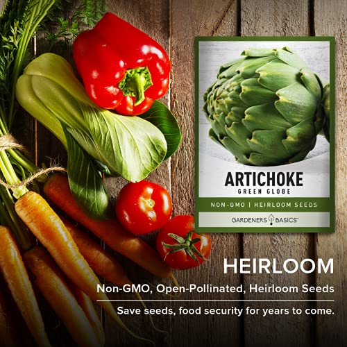 Artichoke Seeds for Planting - Green Globe Non-GMO Perennial Vegetable Variety- 3 Grams Seeds Great for Summer Gardens by Gardeners Basics