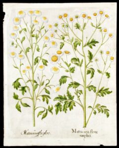 [feverfew] matricaria flore simplici; [double-flowered feverfew] matricaria flore pleno