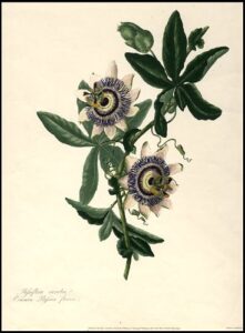 passiflora caerulea common passion flower