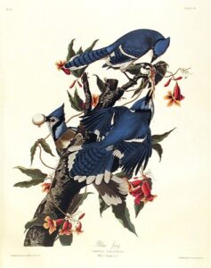 blue jay. from”the birds of america” (amsterdam edition)