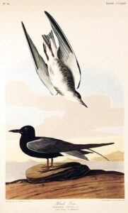 black tern. from”the birds of america” (amsterdam edition)