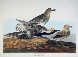 black-bellied plover. from”the birds of america” (amsterdam edition)