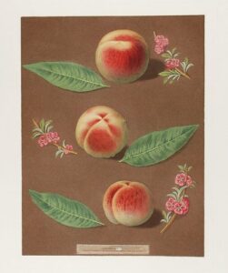 [peach] bourdine peach; nevet peach; late admirable peach