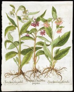 [comfrey] symphiitum maius flore purpureo; [nauve-flowered comfrey] symphiitum maius flore rubro; [white-flowered comfrey] symphytum flore pallido