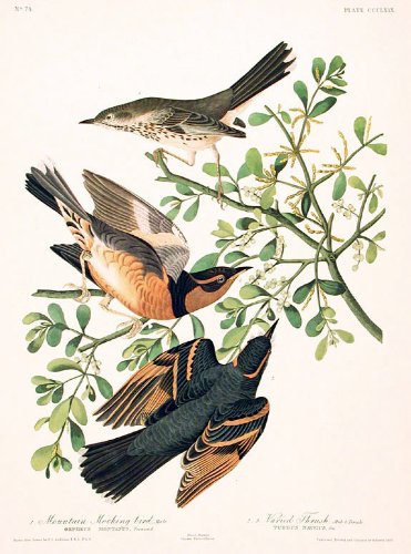 Mountain Mocking-bird, Varied Thrush. From"The Birds of America" (Amsterdam Edition)