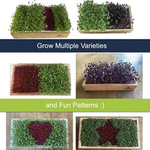 Microgreens Growing Kit Self Watering - Includes Microgreens Tray, Microgreens Seeds, Mats and Bamboo Surround. No Soil Needed. Easy to Set up. Sprouting Kit that water once. Guaranteed to Grow.