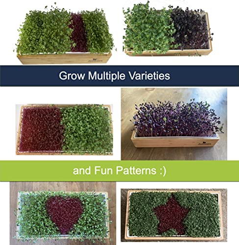 Microgreens Growing Kit Self Watering - Includes Microgreens Tray, Microgreens Seeds, Mats and Bamboo Surround. No Soil Needed. Easy to Set up. Sprouting Kit that water once. Guaranteed to Grow.