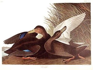 dusky duck. from”the birds of america” (amsterdam edition)