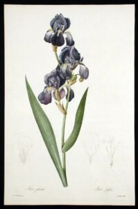 iris plicata/iris plissee [pleated iris]