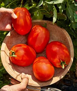 burpee exclusive ‘supersauce’ hybrid 25 non-gmo large red sauce & paste tomato variety | vegetable seeds for planting home garden