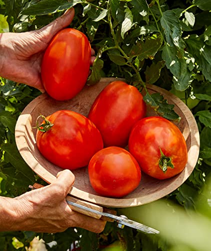 Burpee Exclusive 'SuperSauce' Hybrid 25 Non-GMO Large Red Sauce & Paste Tomato Variety | Vegetable Seeds for Planting Home Garden