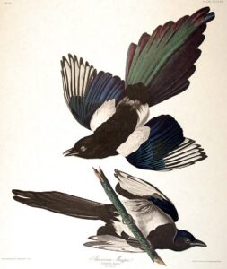 american magpie. from”the birds of america” (amsterdam edition)