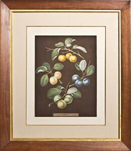 plate 16; drap d’or, white gage plum, blue gage plum, green gage