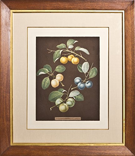 Plate 16; Drap d'Or, White Gage Plum, Blue Gage Plum, Green Gage