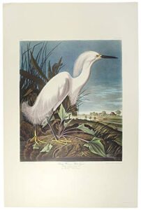 snowy heron