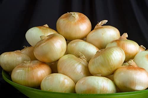 Waveliker Yellow Onion Seeds 300Pcs Spring Sweet Candy Onions Heirloom Vegetable Non-GMO Organic Garden Seed USA Seed Plants of Onion