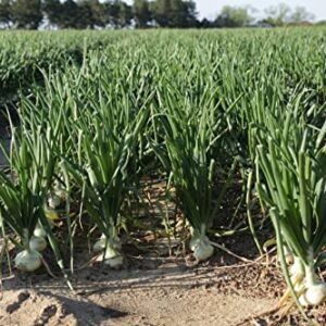 Waveliker Yellow Onion Seeds 300Pcs Spring Sweet Candy Onions Heirloom Vegetable Non-GMO Organic Garden Seed USA Seed Plants of Onion