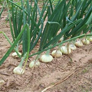 Waveliker Yellow Onion Seeds 300Pcs Spring Sweet Candy Onions Heirloom Vegetable Non-GMO Organic Garden Seed USA Seed Plants of Onion