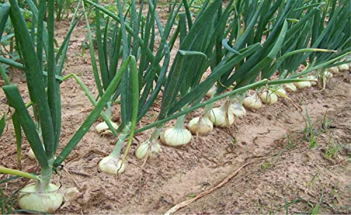 Waveliker Yellow Onion Seeds 300Pcs Spring Sweet Candy Onions Heirloom Vegetable Non-GMO Organic Garden Seed USA Seed Plants of Onion