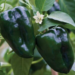 Burpee Poblano' (Ancho) 4" Heart-Shaped Dark Green to Red Peppers, 100 Seeds