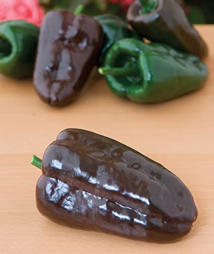 Burpee Poblano' (Ancho) 4" Heart-Shaped Dark Green to Red Peppers, 100 Seeds