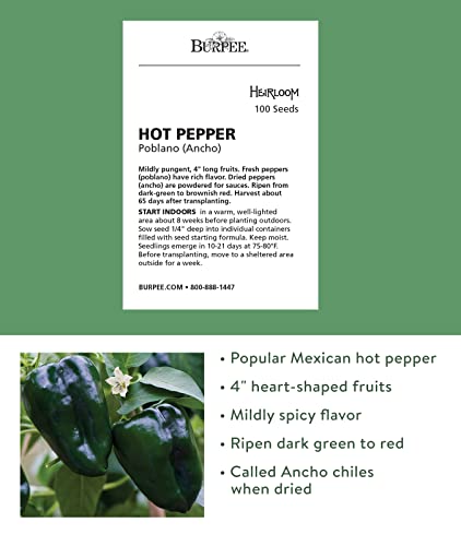 Burpee Poblano' (Ancho) 4" Heart-Shaped Dark Green to Red Peppers, 100 Seeds