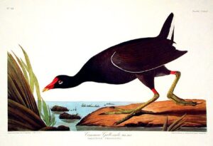 common gallinule. from”the birds of america” (amsterdam edition)