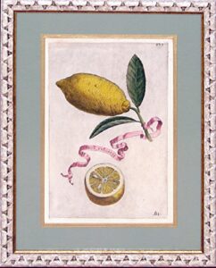 plate 193: limon vvlgaris