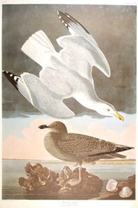 herring gull. from”the birds of america” (amsterdam edition)