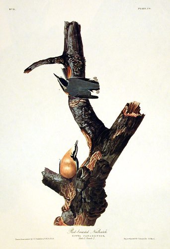 Red-breasted Nuthatch. From"The Birds of America" (Amsterdam Edition)