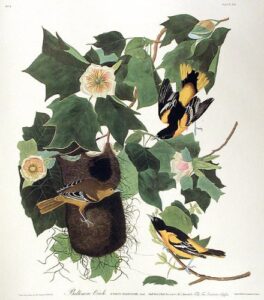 baltimore oriole. from”the birds of america” (amsterdam edition)